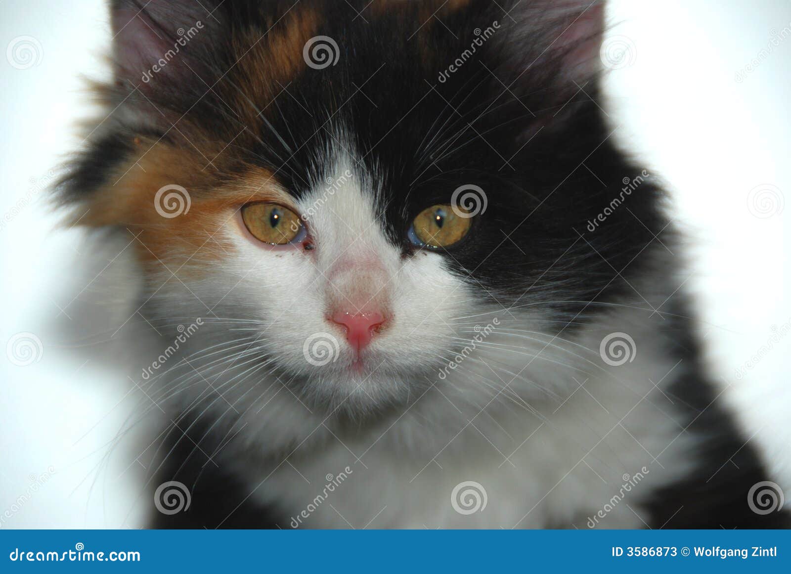 Cara De Los Gatos Imagen. Imagen: 3586873