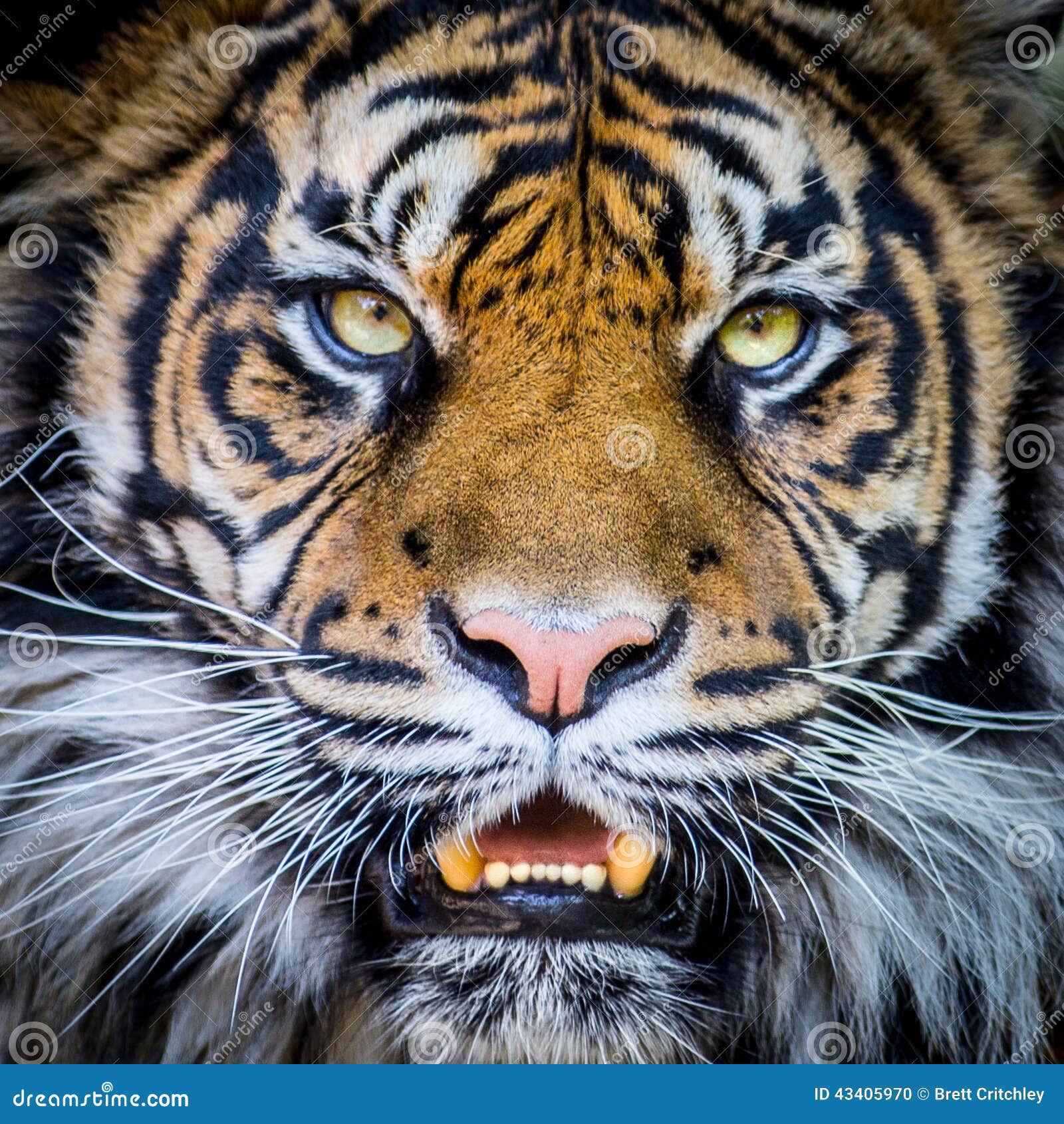 Cara de los tigres foto de archivo. Imagen de tigres - 43405970