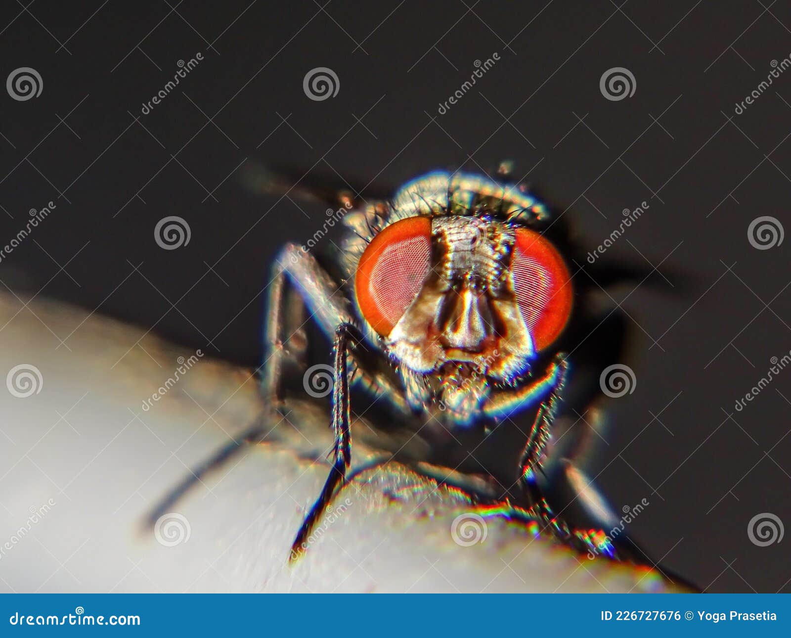Cara De Moscas Con Ojos Rojos Foto de archivo - Imagen de ojos ...