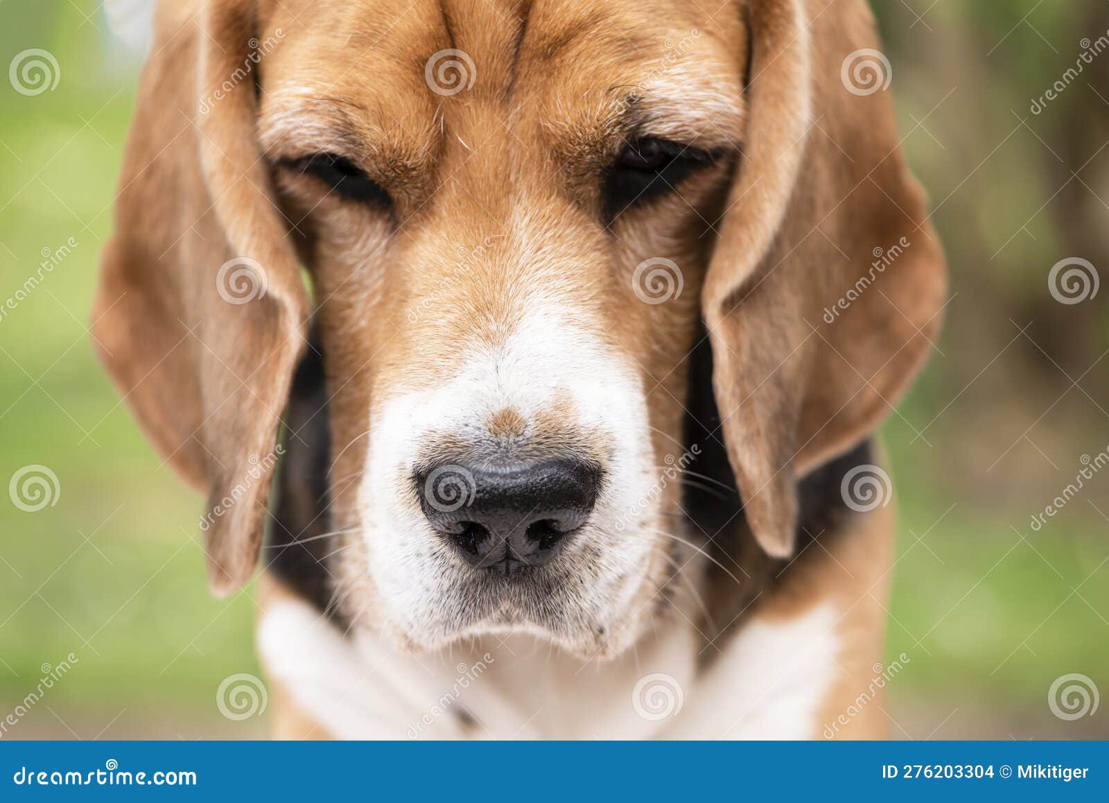 Cara De Perro Beagle Lindo Mirando Foto de archivo - Imagen de ...