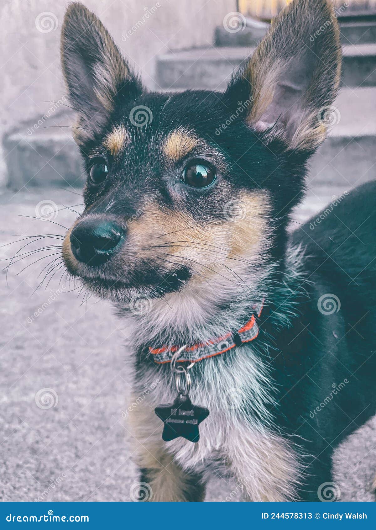 Cara de perro perrito imagen de archivo. Imagen de ojos - 244578313