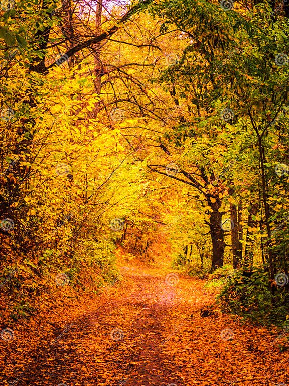 Cara de rata foto de archivo. Imagen de caliente, seco - 159861170