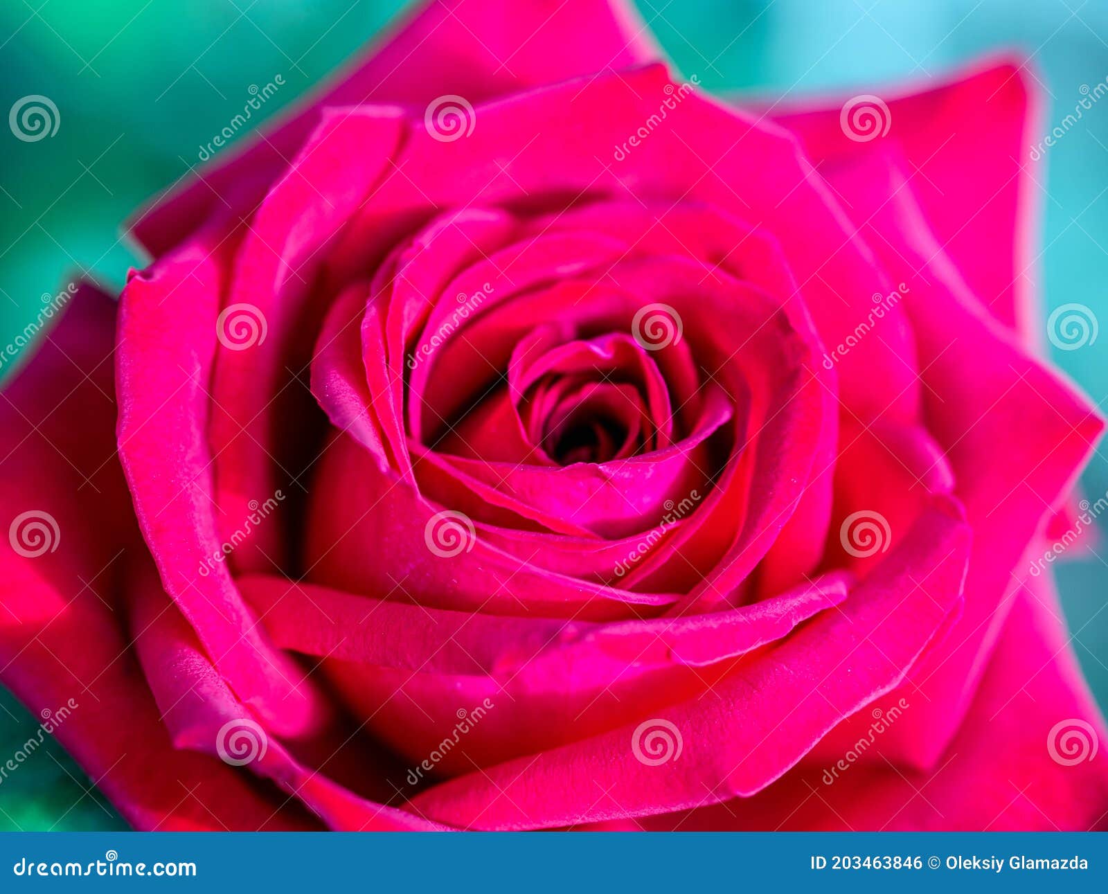 Cara de rosa rosa foto de stock. Imagem de pétala, presente - 203463846