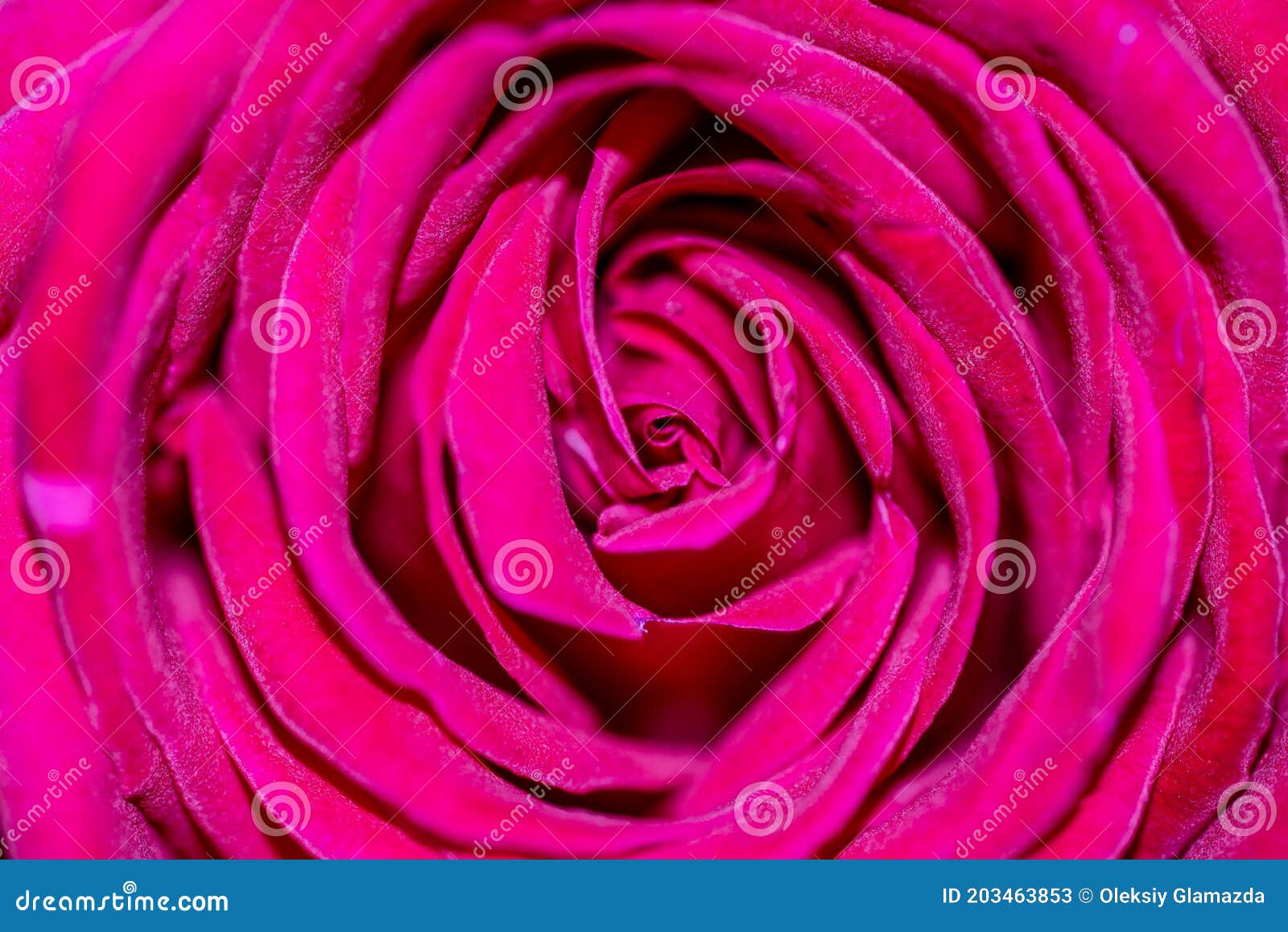 Cara de rosa rosa imagem de stock. Imagem de pétala - 203463853