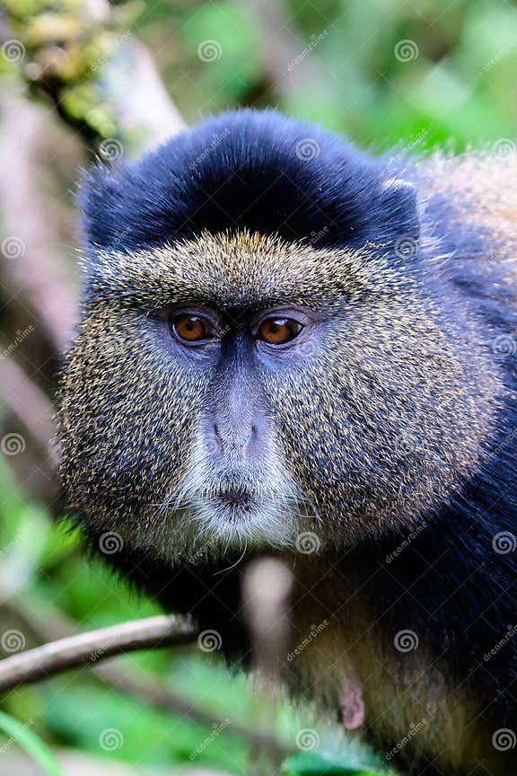 Cara De Um Macaco Dourado Raro Imagem de Stock - Imagem de facial ...
