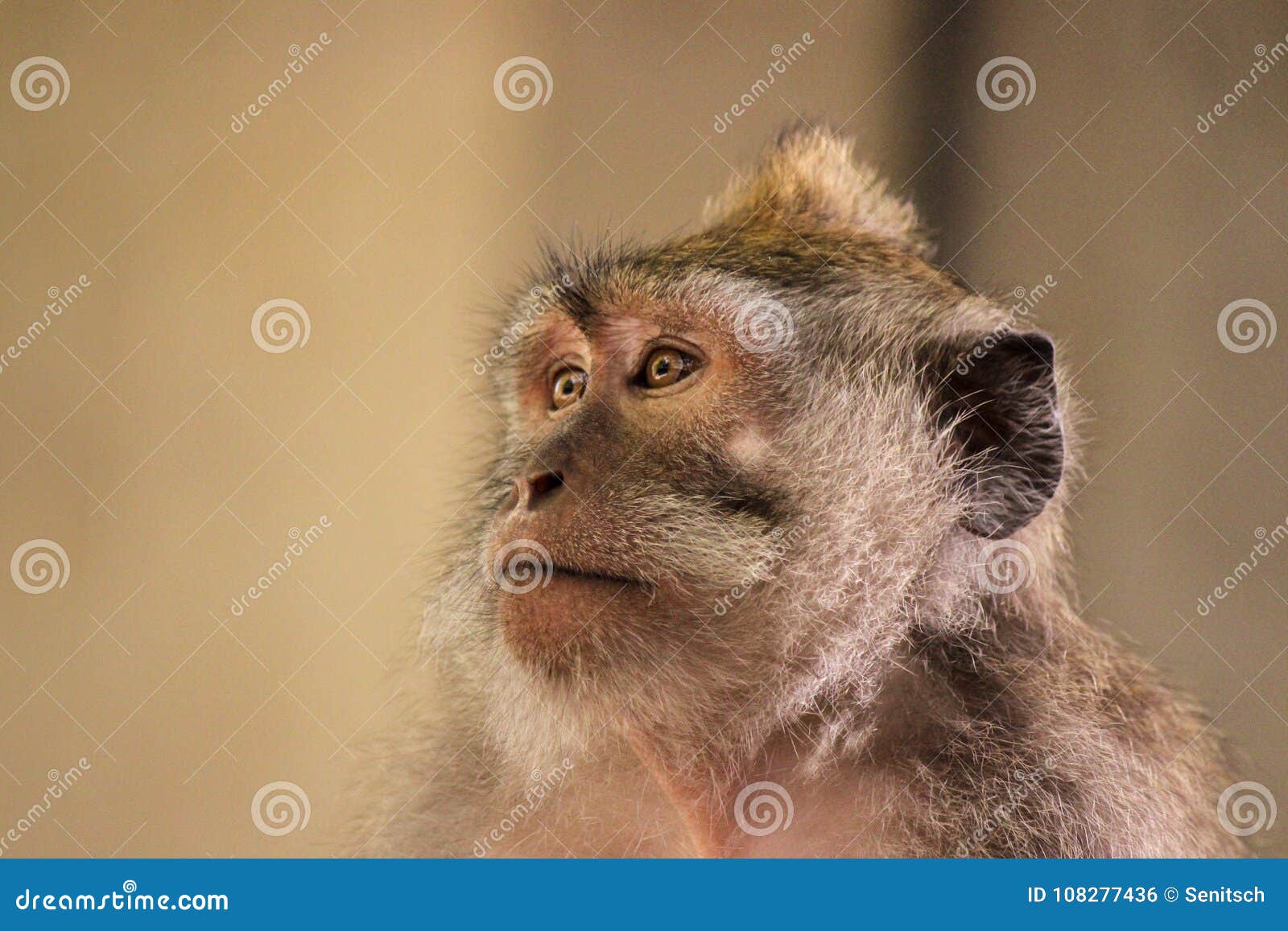 Cara De Um Macaco De Macaque De Cauda Longa Do Balinese Foto de Stock ...