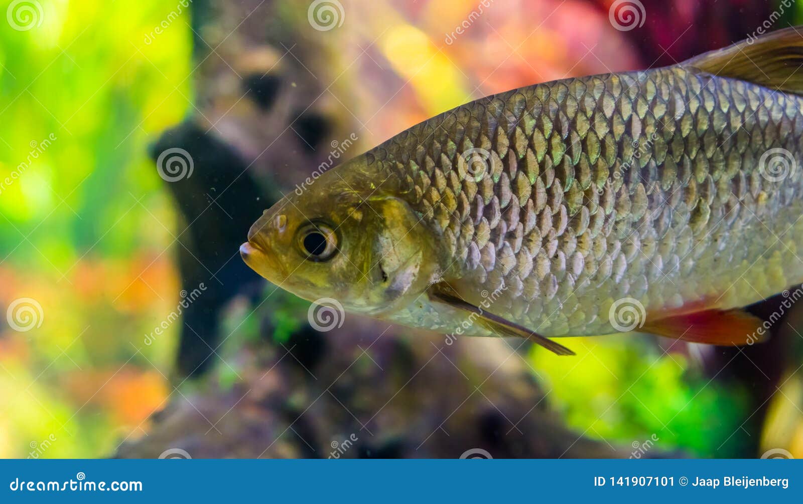 A Cara De Um Rudd Comum No Close Up, Peixe Comum Nos Mares De Eurasia ...