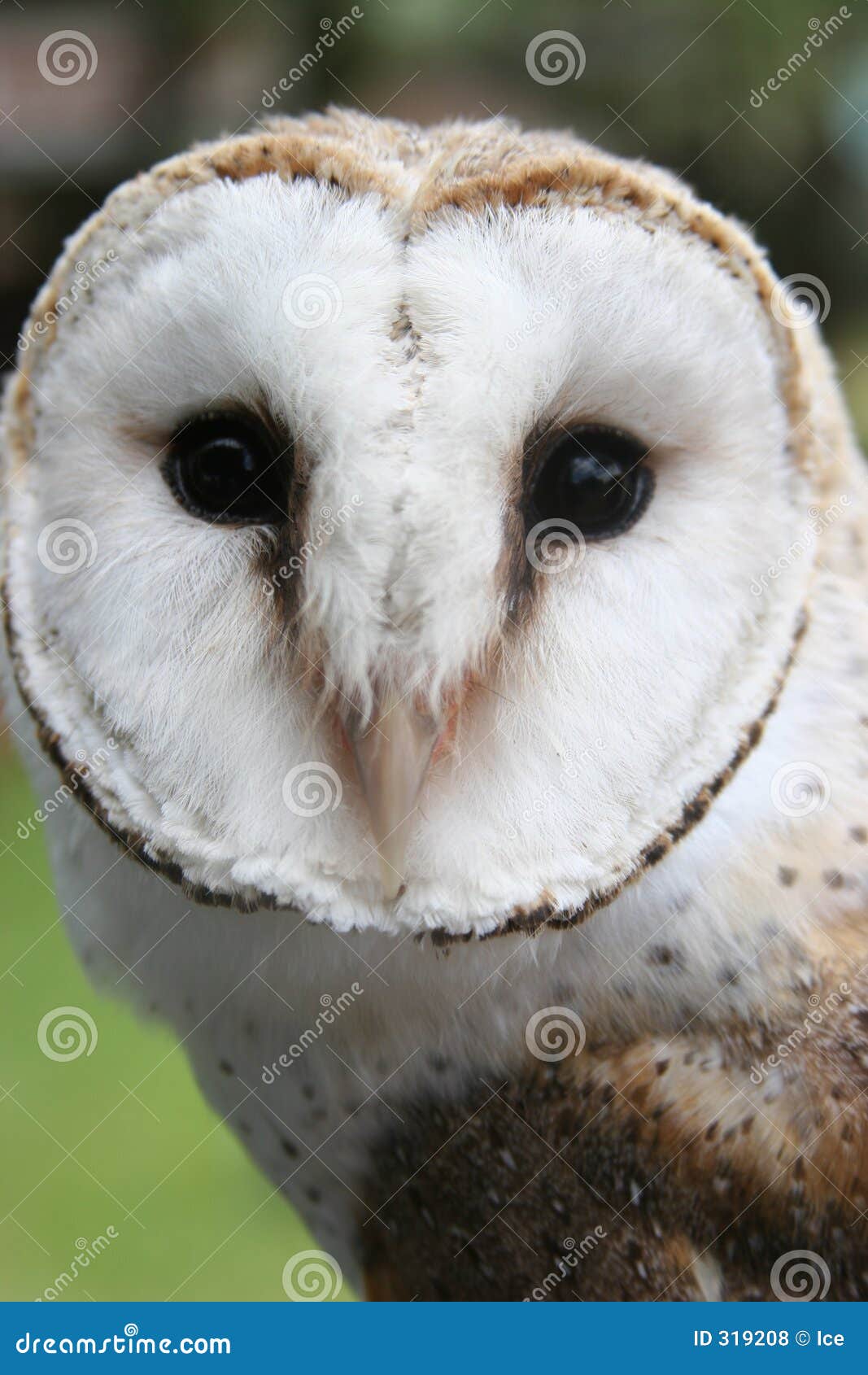 Cara de un buho foto de archivo. Imagen de endangered, observar - 319208