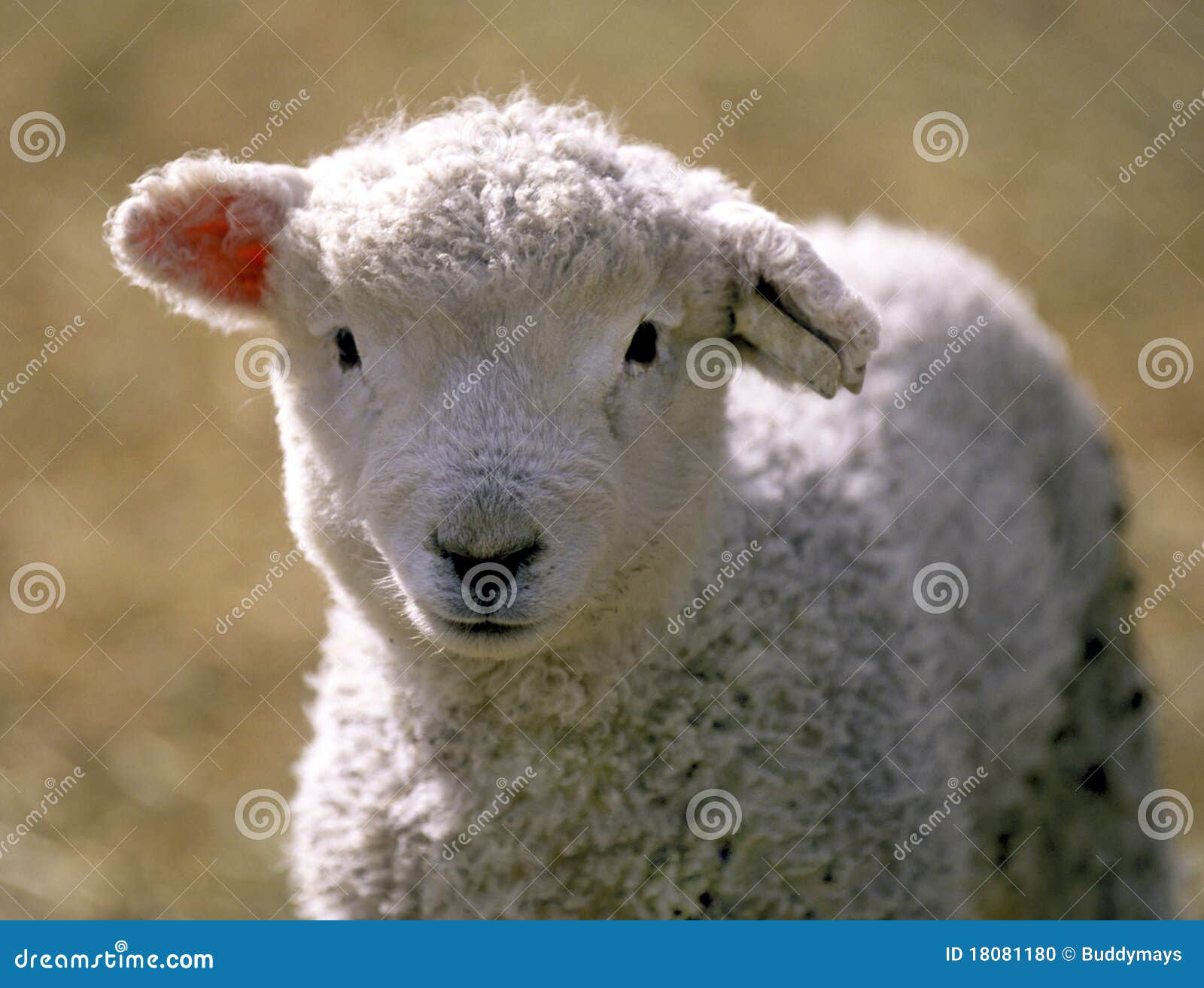 Cara de un cordero joven foto de archivo. Imagen de animales - 18081180