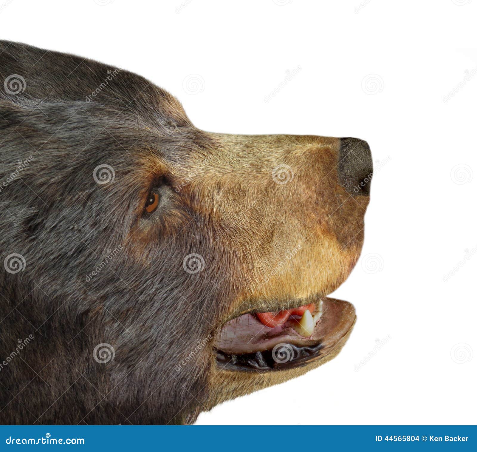 Cara de un oso aislado foto de archivo. Imagen de aislado - 44565804