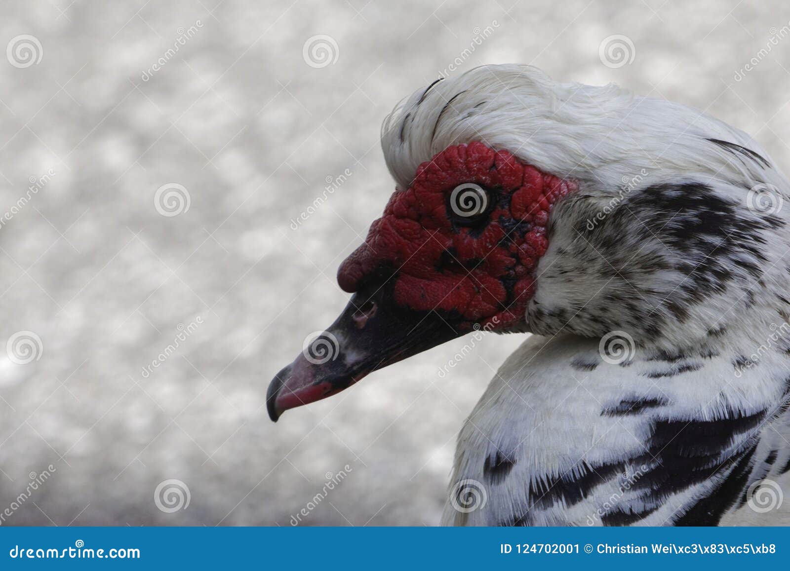 Cara De Un Pato De Muscovy Masculino Imagen de archivo - Imagen de ...