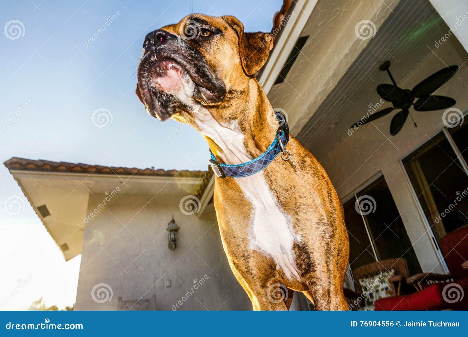 Cara De Un Perro Del Boxeador Foto de archivo - Imagen de leal, canino ...
