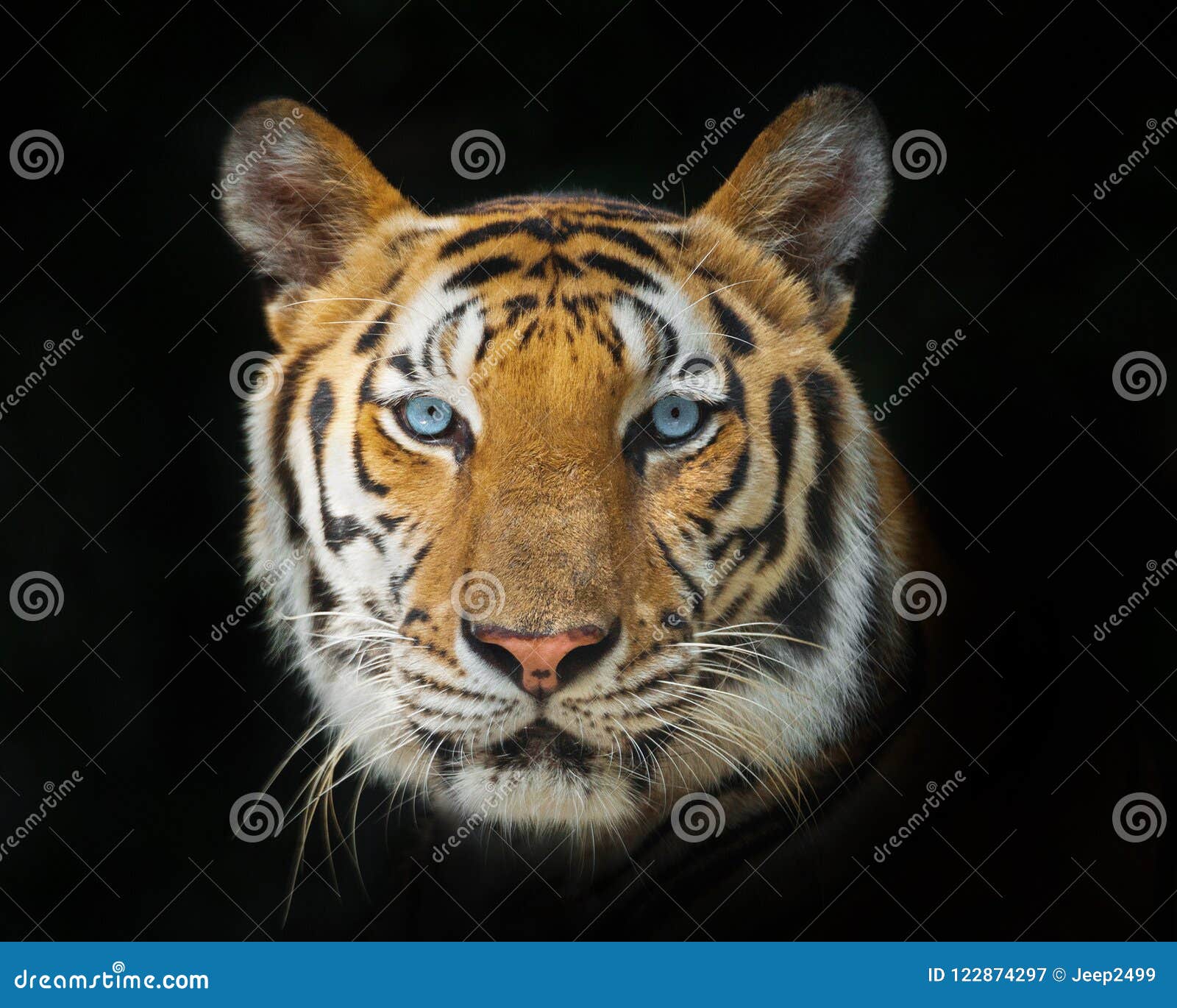 Cara de un tigre imagen de archivo. Imagen de salvaje - 122874297