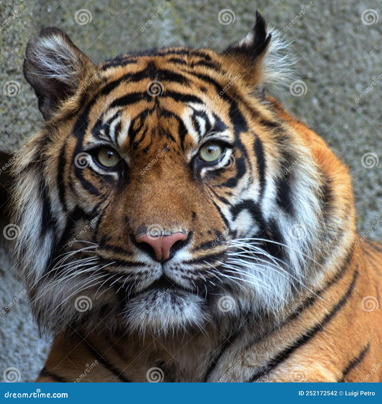 Cara de un tigre . foto de archivo. Imagen de grande - 252172542