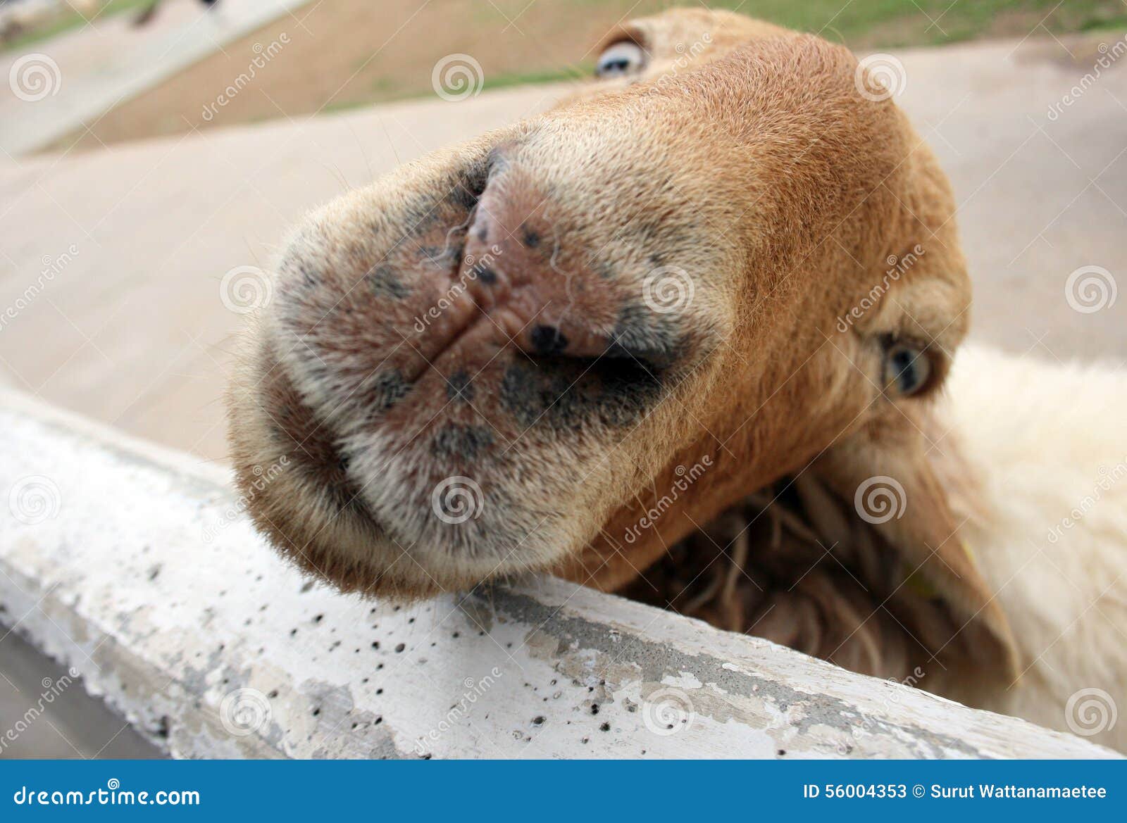 Cara de una oveja imagen de archivo. Imagen de pulga - 56004353