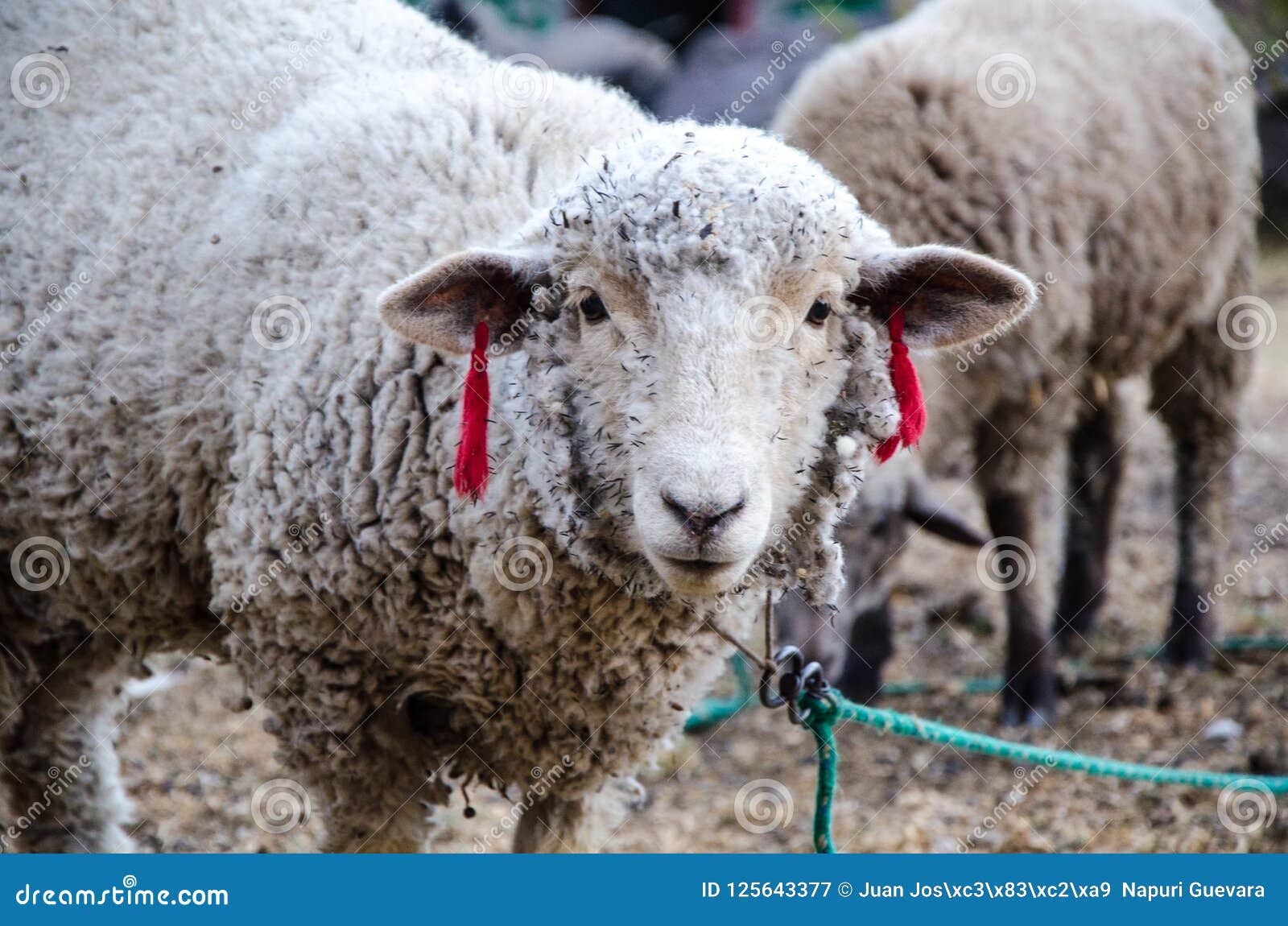 Cara De Una Oveja En Una Granja Imagen de archivo - Imagen de prado ...