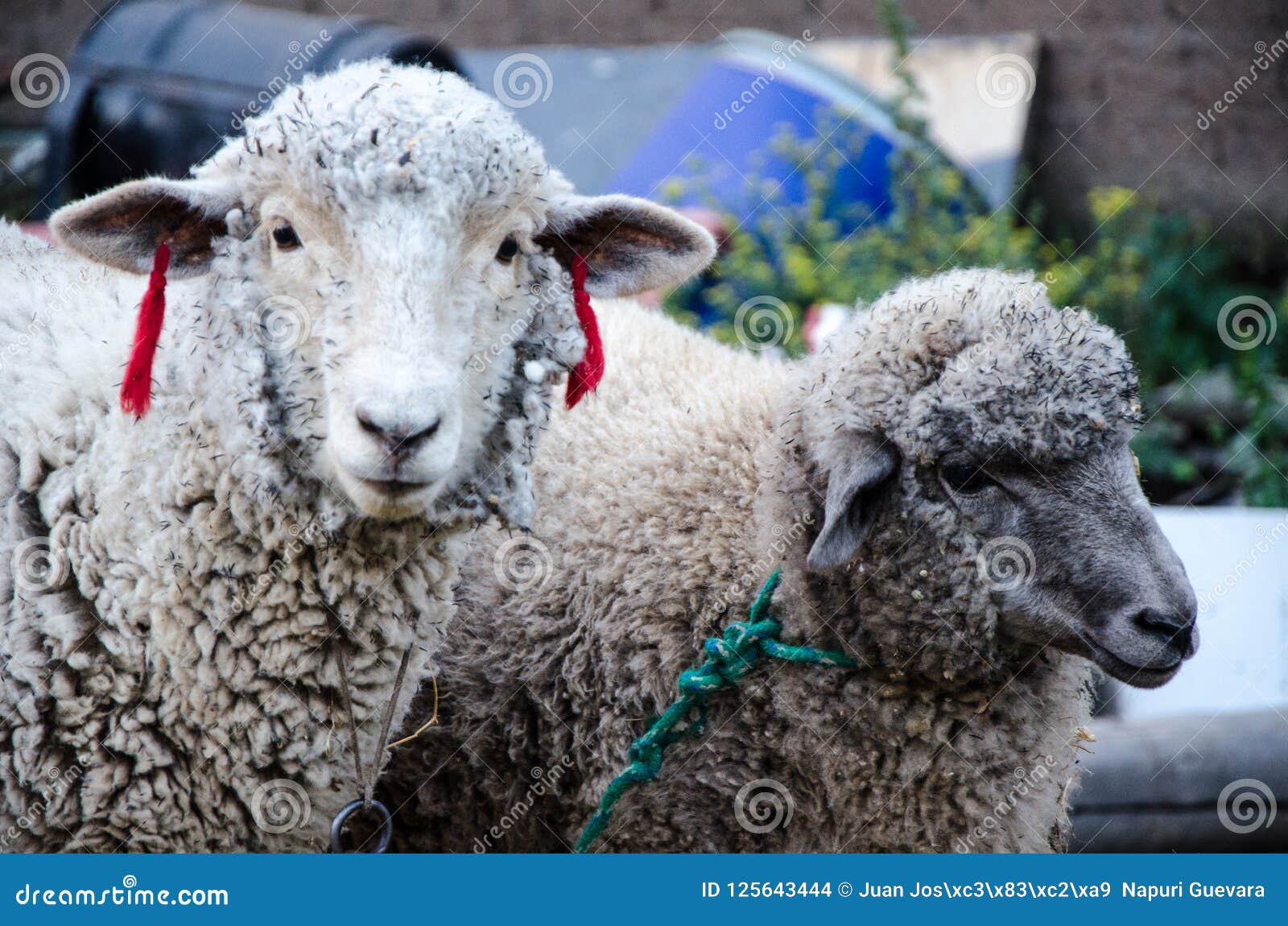 Cara De Una Oveja En Una Granja Foto De Archivo Imagen De Verde Hierba 125643444