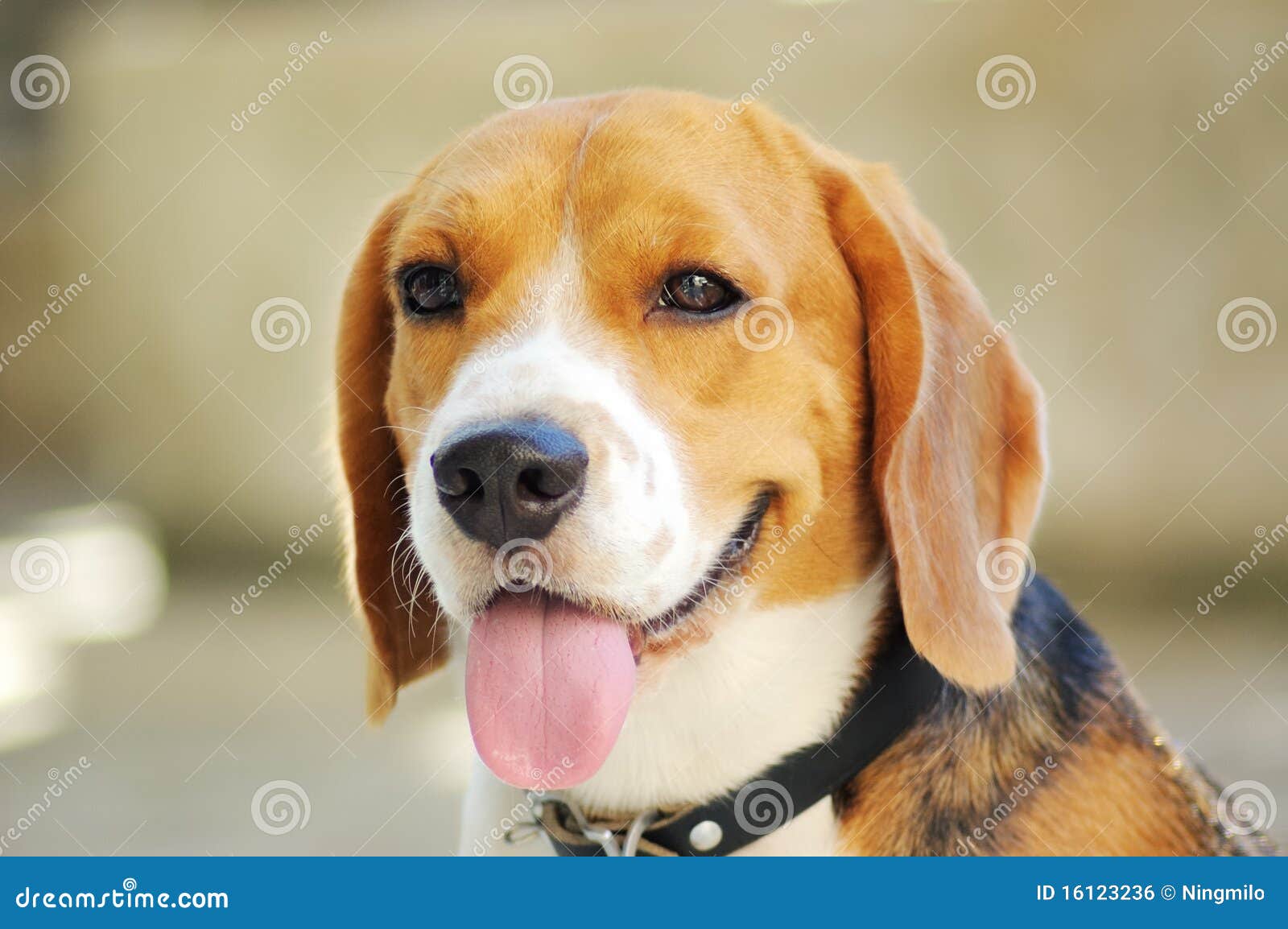 Cara del beagle foto de archivo. Imagen de perezoso, sentada - 16123236