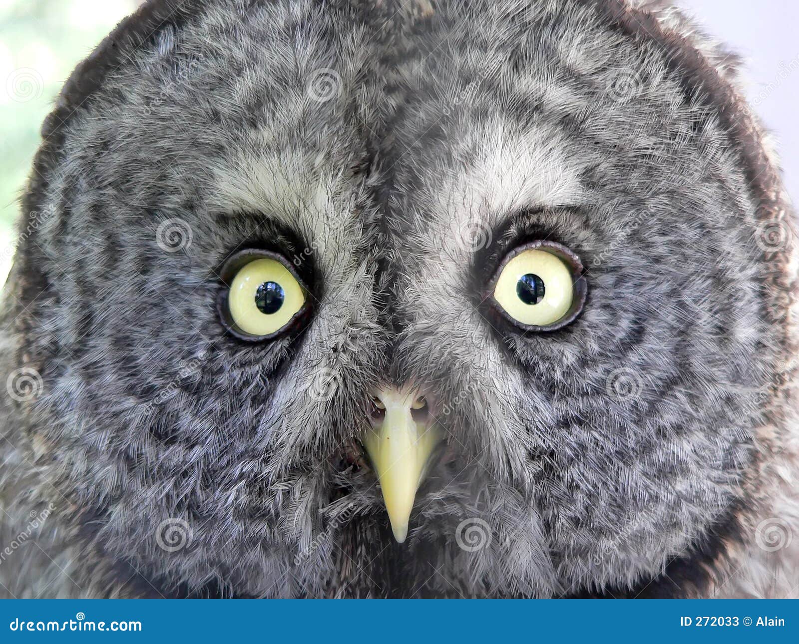 Cara del buho imagen de archivo. Imagen de deslumbrante - 272033