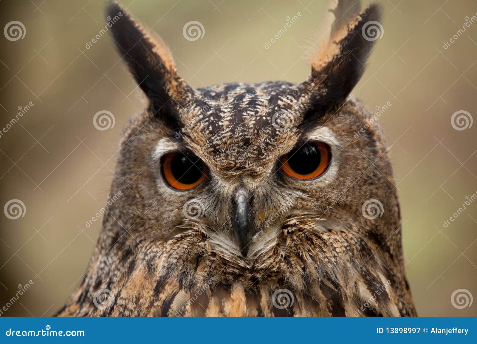 Cara del buho de águila imagen de archivo. Imagen de cara - 13898997