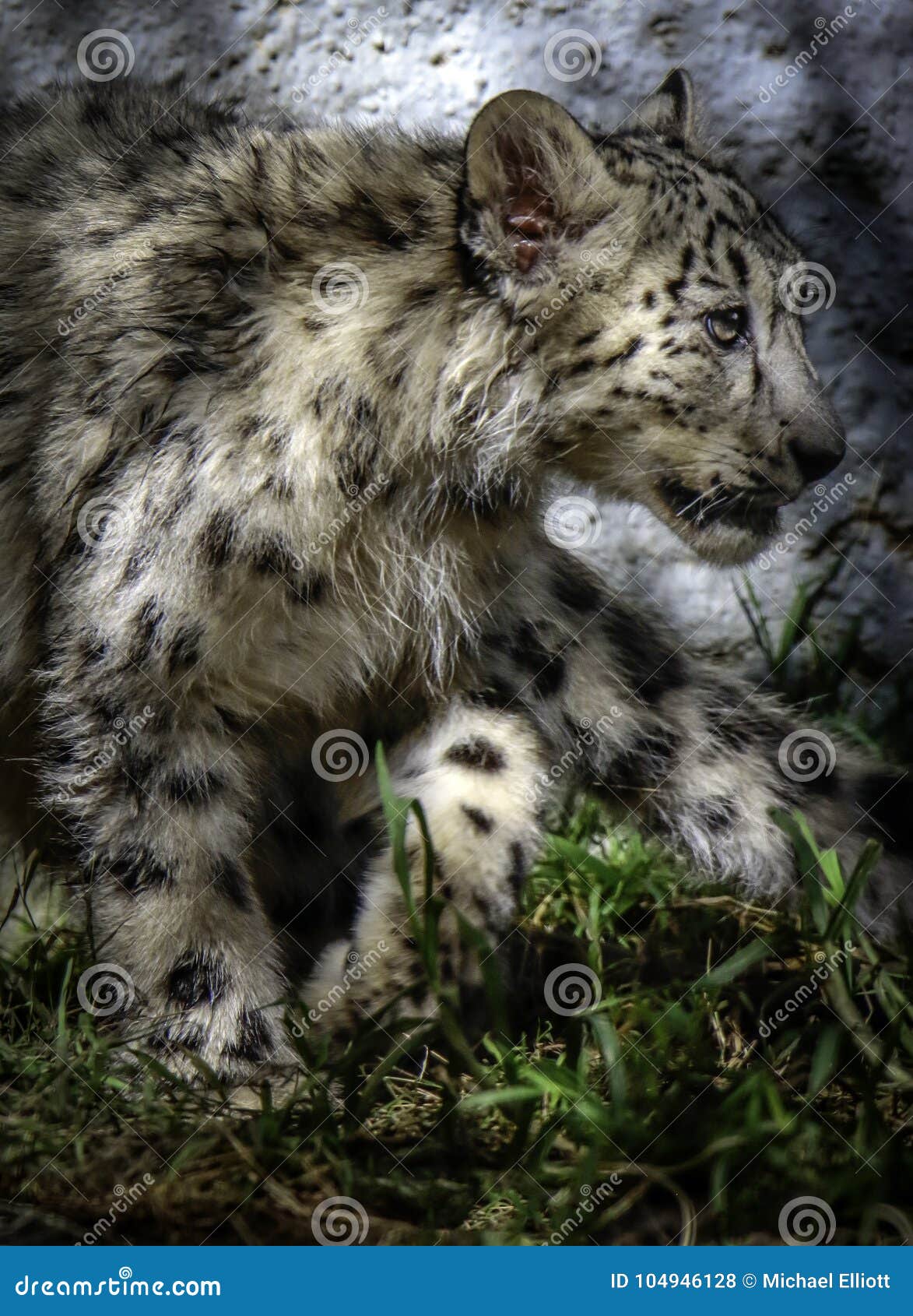 Cara Del Cachorro De La Onza Foto de archivo - Imagen de detalle ...