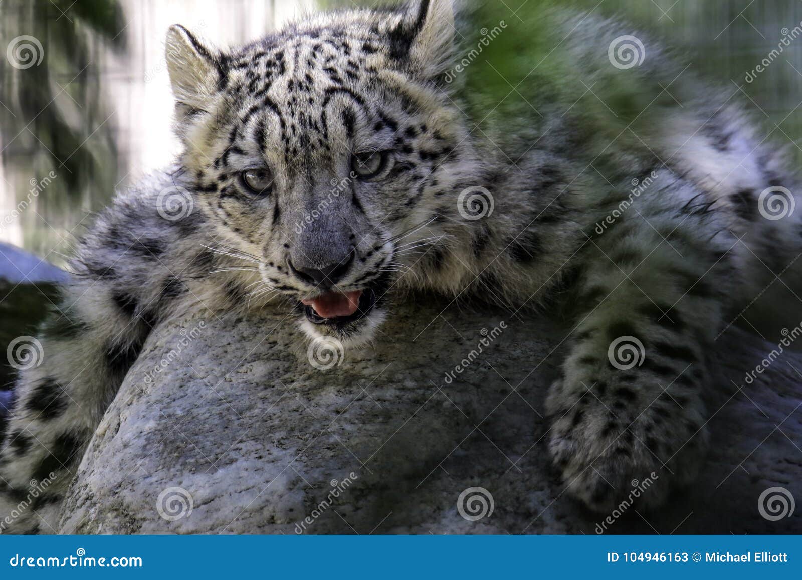 Cara Del Cachorro De La Onza Imagen de archivo - Imagen de leopardo ...
