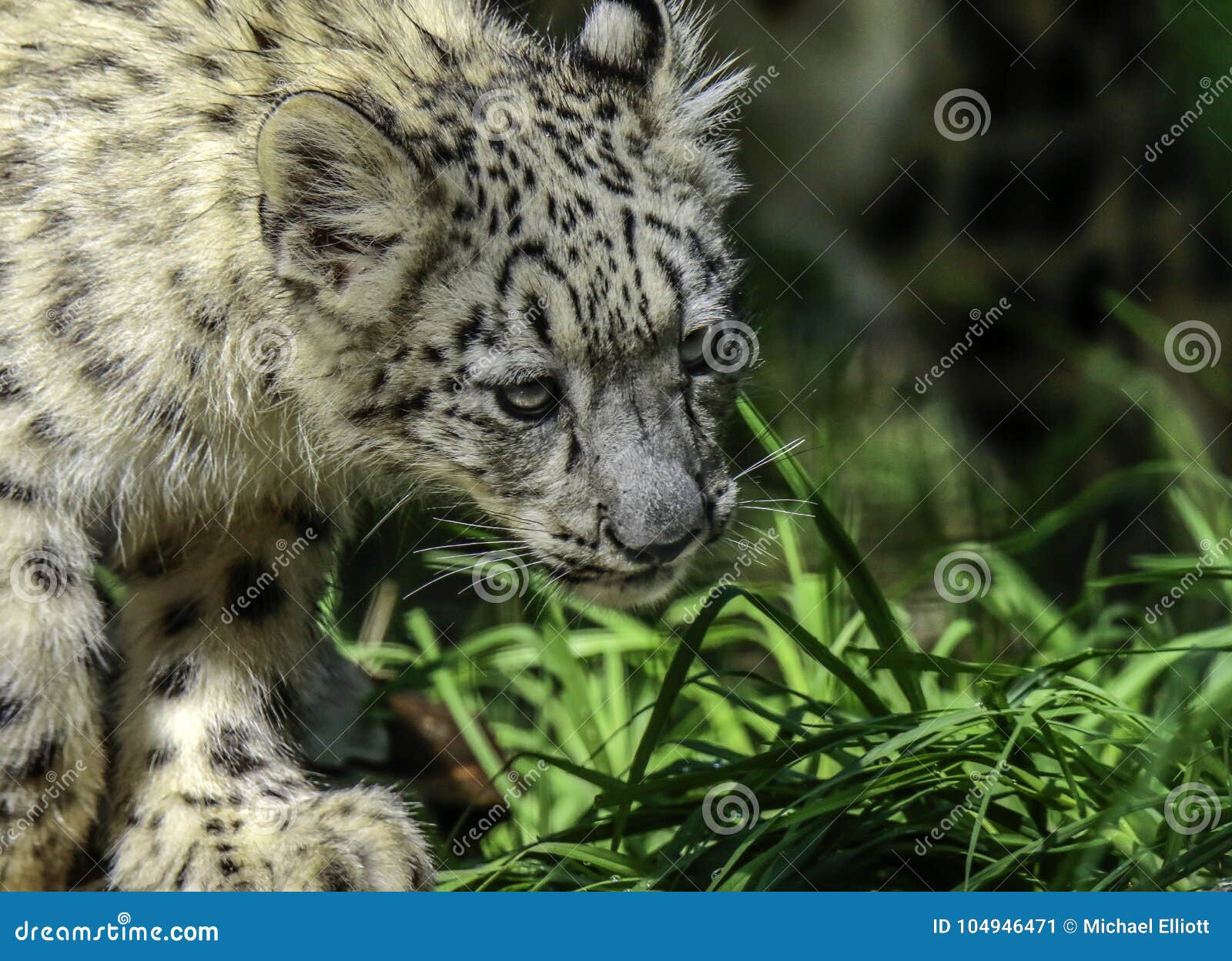 Cara Del Cachorro De La Onza Imagen de archivo - Imagen de peludo ...