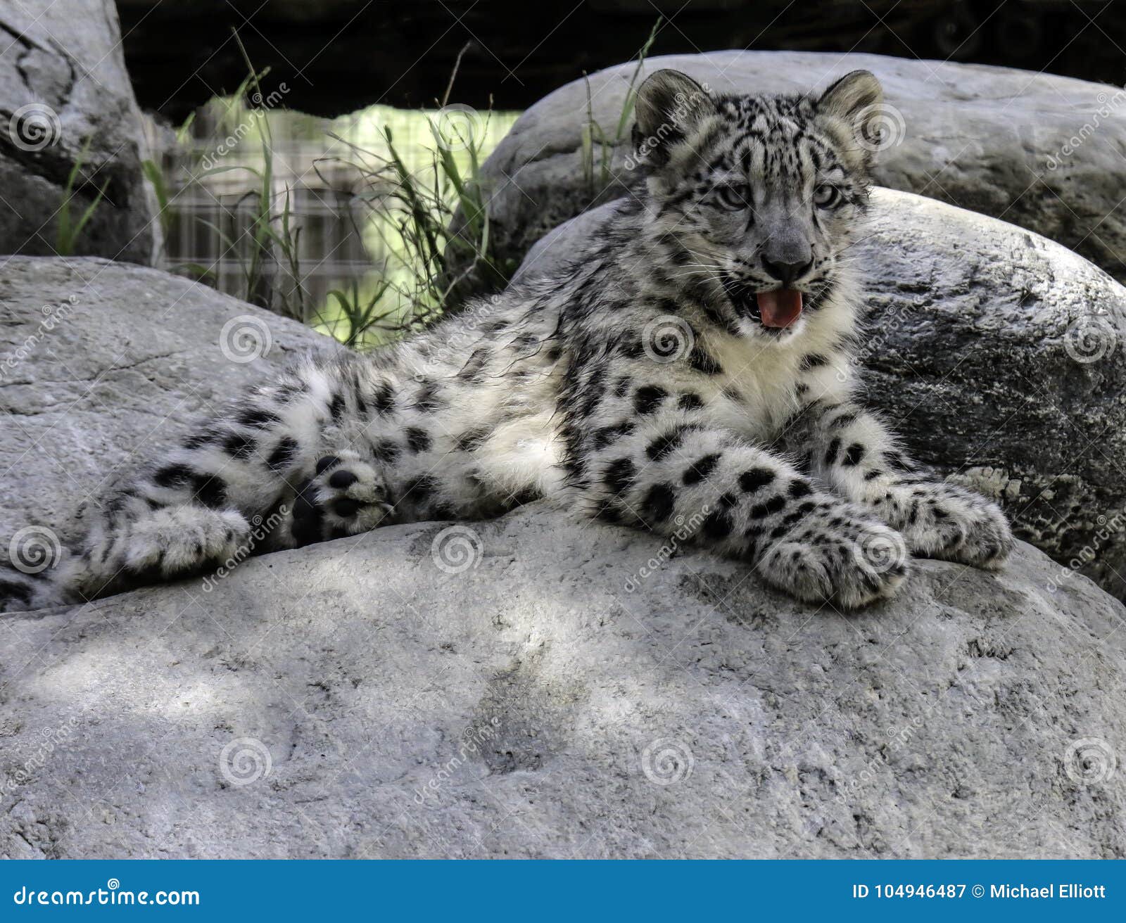 Cara Del Cachorro De La Onza Imagen de archivo - Imagen de caza, coma ...