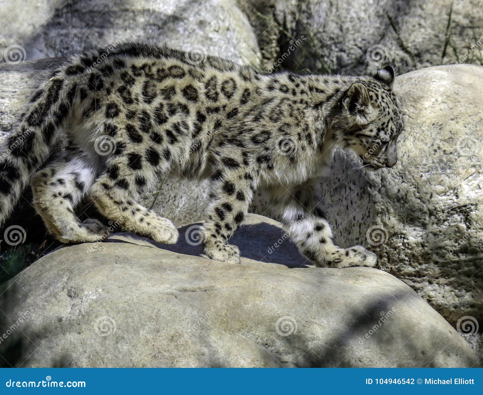 Cara Del Cachorro De La Onza Foto de archivo - Imagen de animal, rocas ...
