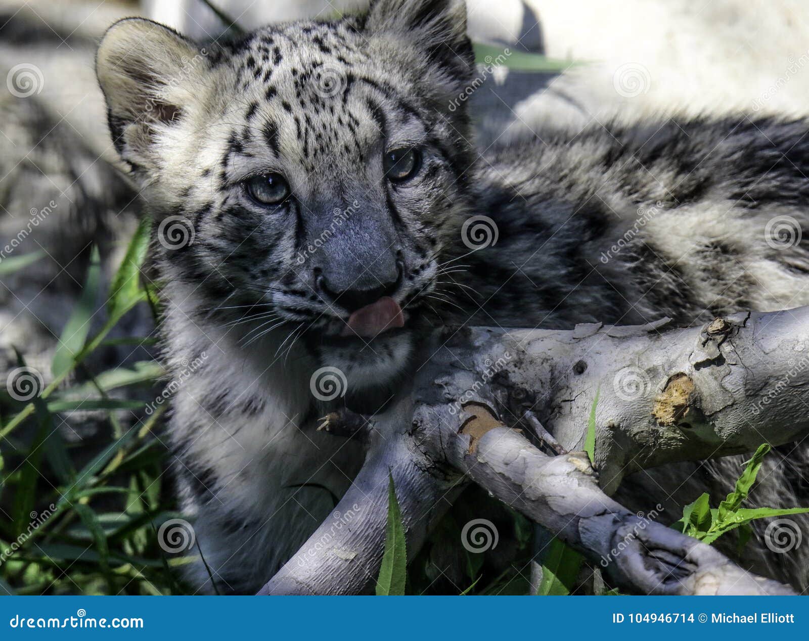 Cara Del Cachorro De La Onza Foto de archivo - Imagen de pista, cierre ...