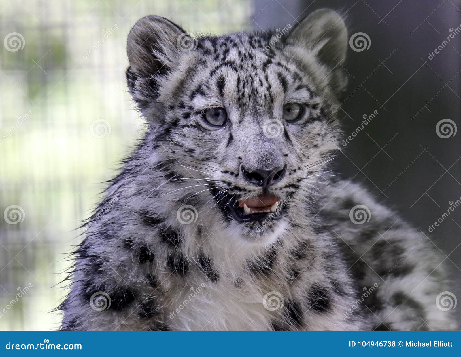 Cara Del Cachorro De La Onza Foto de archivo - Imagen de madre, peludo ...