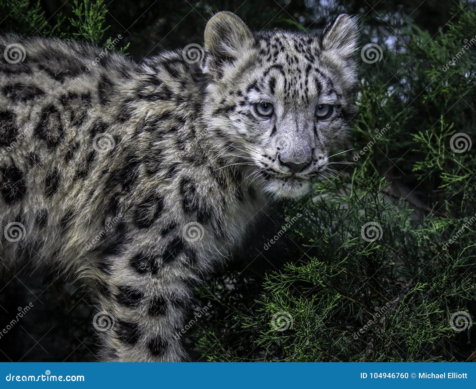 Cara Del Cachorro De La Onza Foto de archivo - Imagen de peludo ...