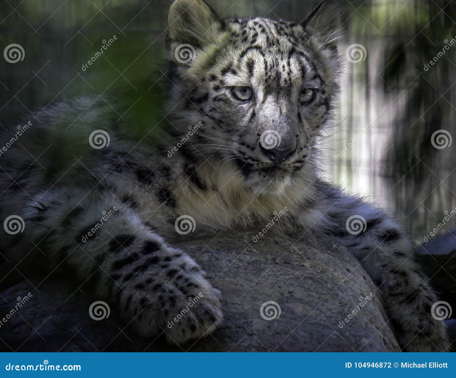 Cara Del Cachorro De La Onza Foto de archivo - Imagen de crecido, asia ...