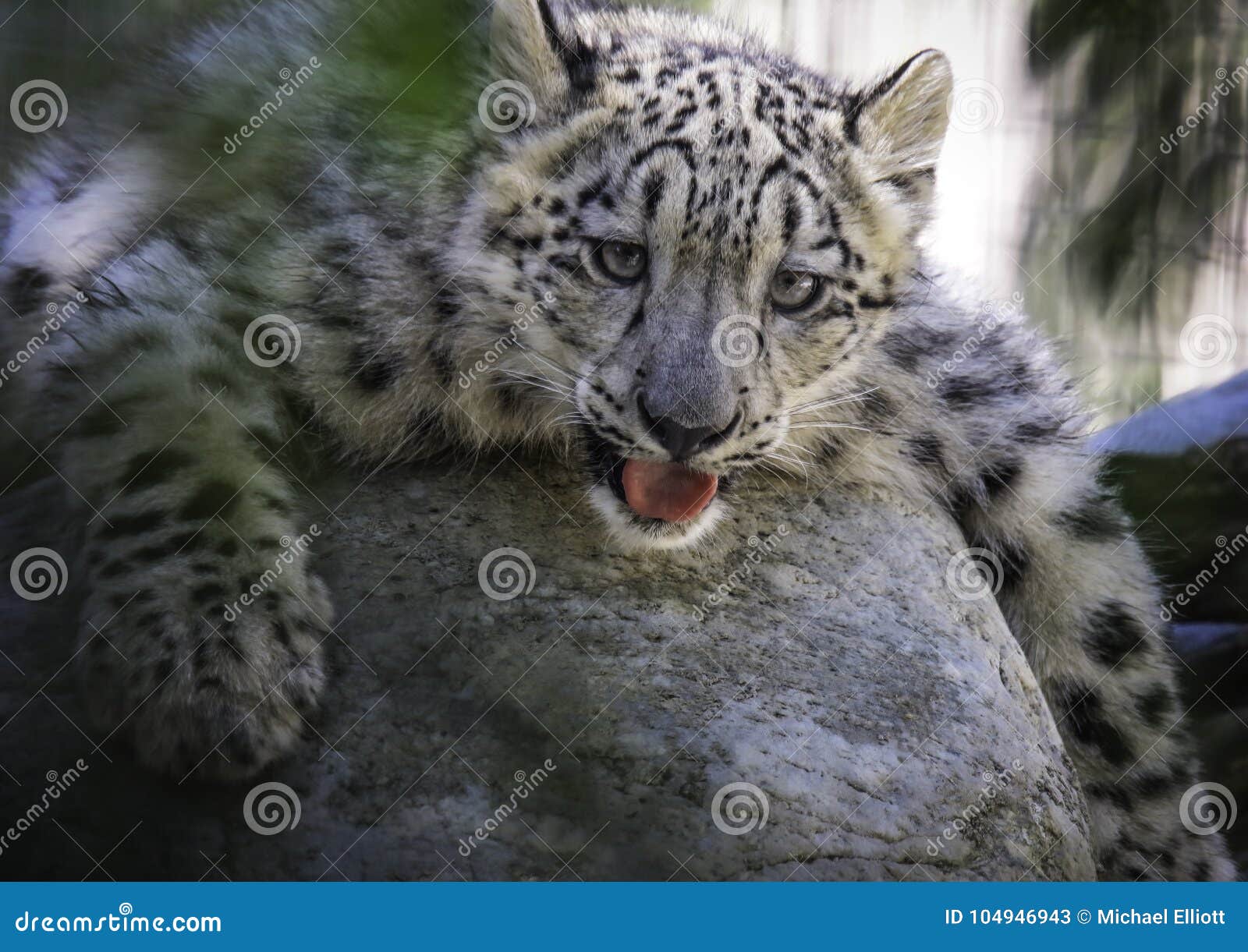 Cara Del Cachorro De La Onza Imagen de archivo - Imagen de comer ...