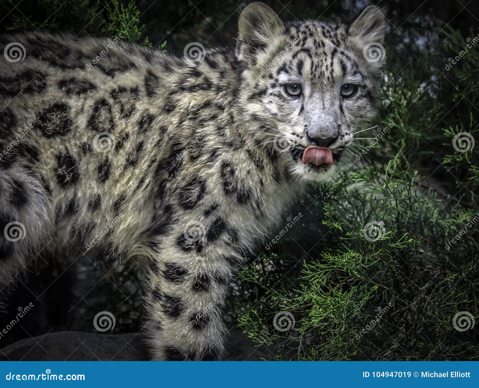 Cara Del Cachorro De La Onza Imagen de archivo - Imagen de nariz, boca ...