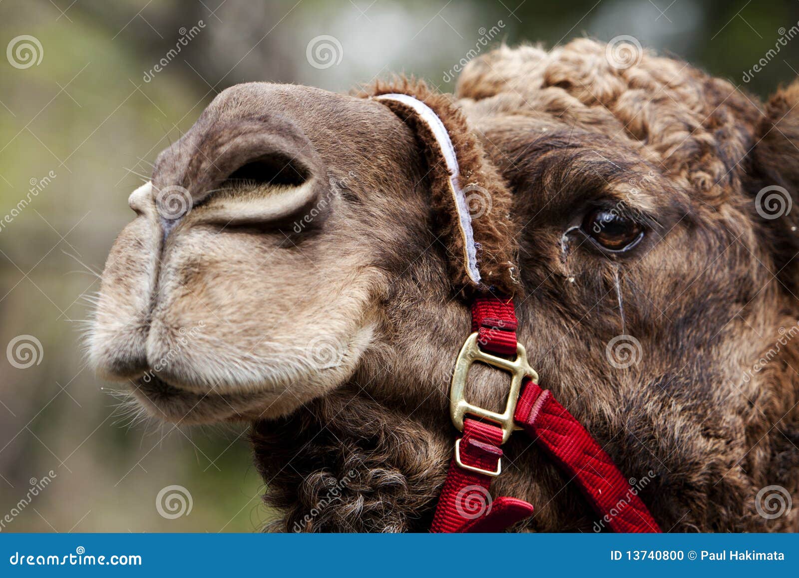 Cara Del Camello Con La Rienda Foto de archivo - Imagen de mongol ...