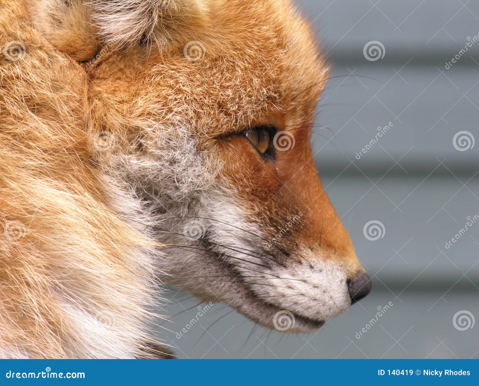 Cara del Fox imagen de archivo. Imagen de asesino, fauna - 140419