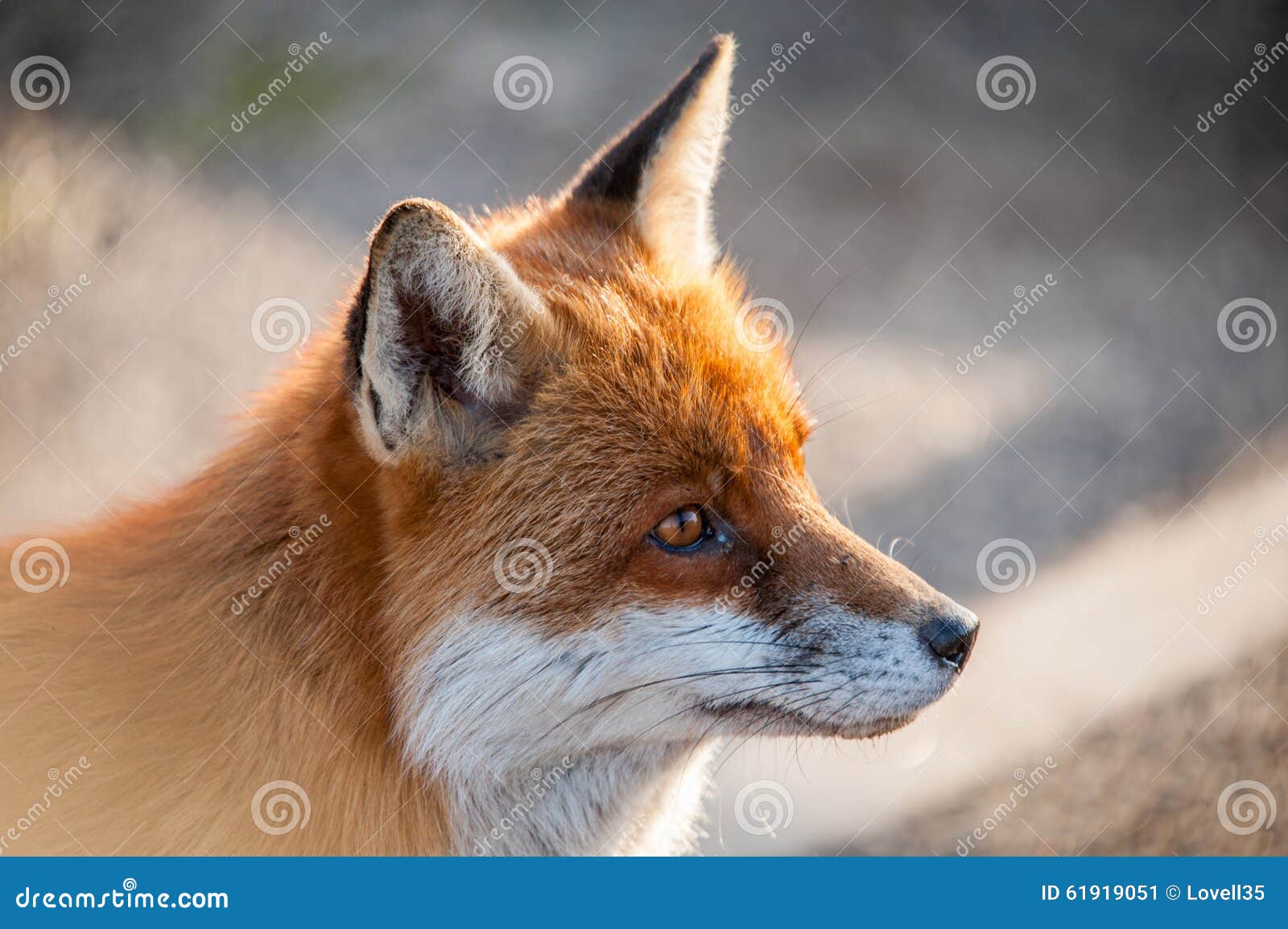 Cara del Fox imagen de archivo. Imagen de peludo, ciudad - 61919051