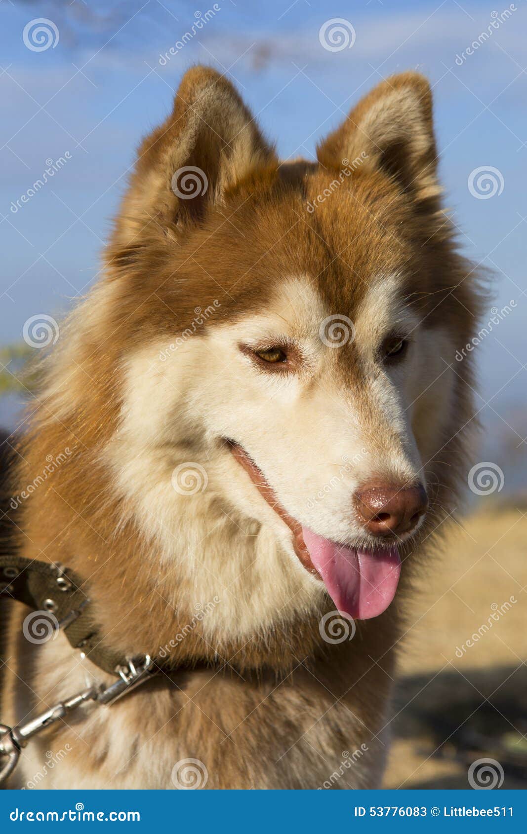 Cara del husky siberiano imagen de archivo. Imagen de encadenamiento ...