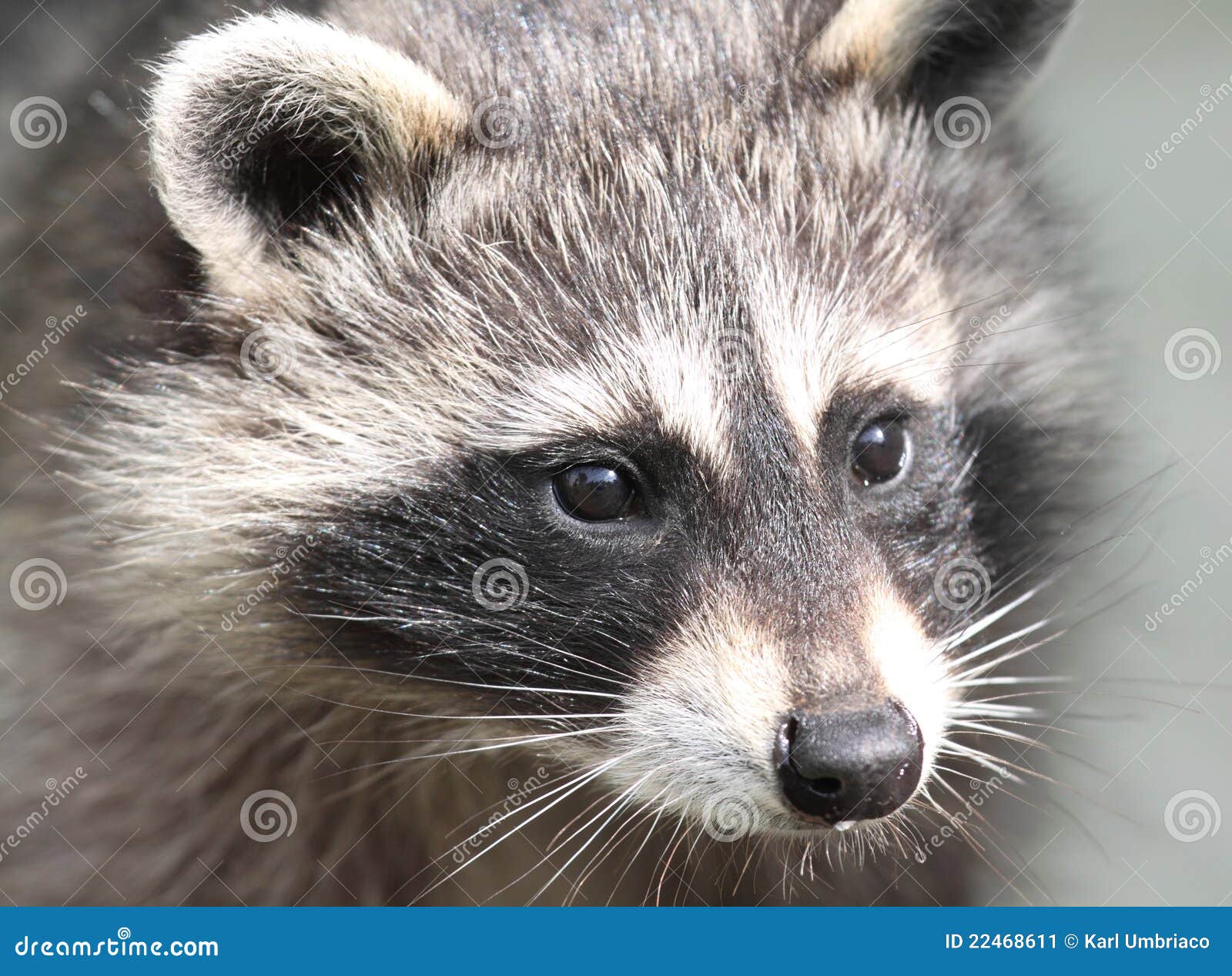Cara del mapache imagen de archivo. Imagen de mapache - 22468611