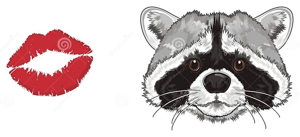 Cara del mapache con beso stock de ilustración. Ilustración de gris ...
