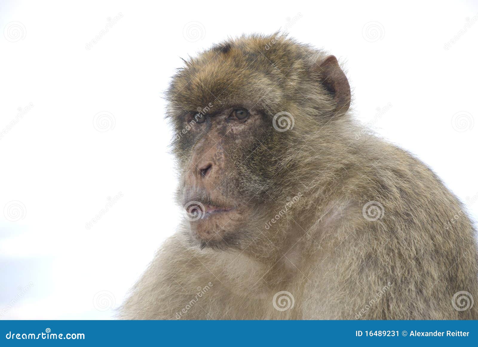 Cara del mono imagen de archivo. Imagen de cara, animal - 16489231