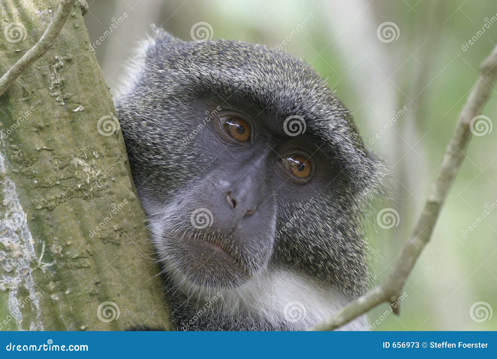 Cara Del Mono Imagen. Imagen: 656973