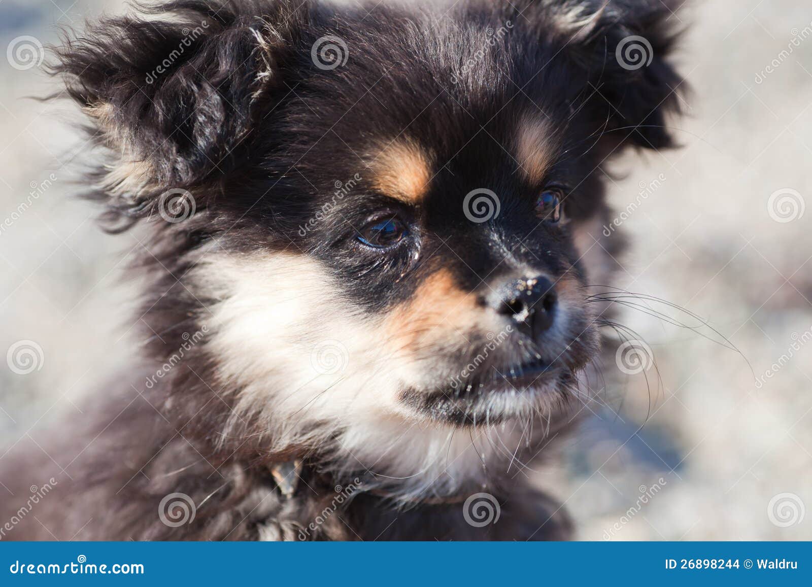 Cara del perrito foto de archivo. Imagen de poco, animal - 26898244