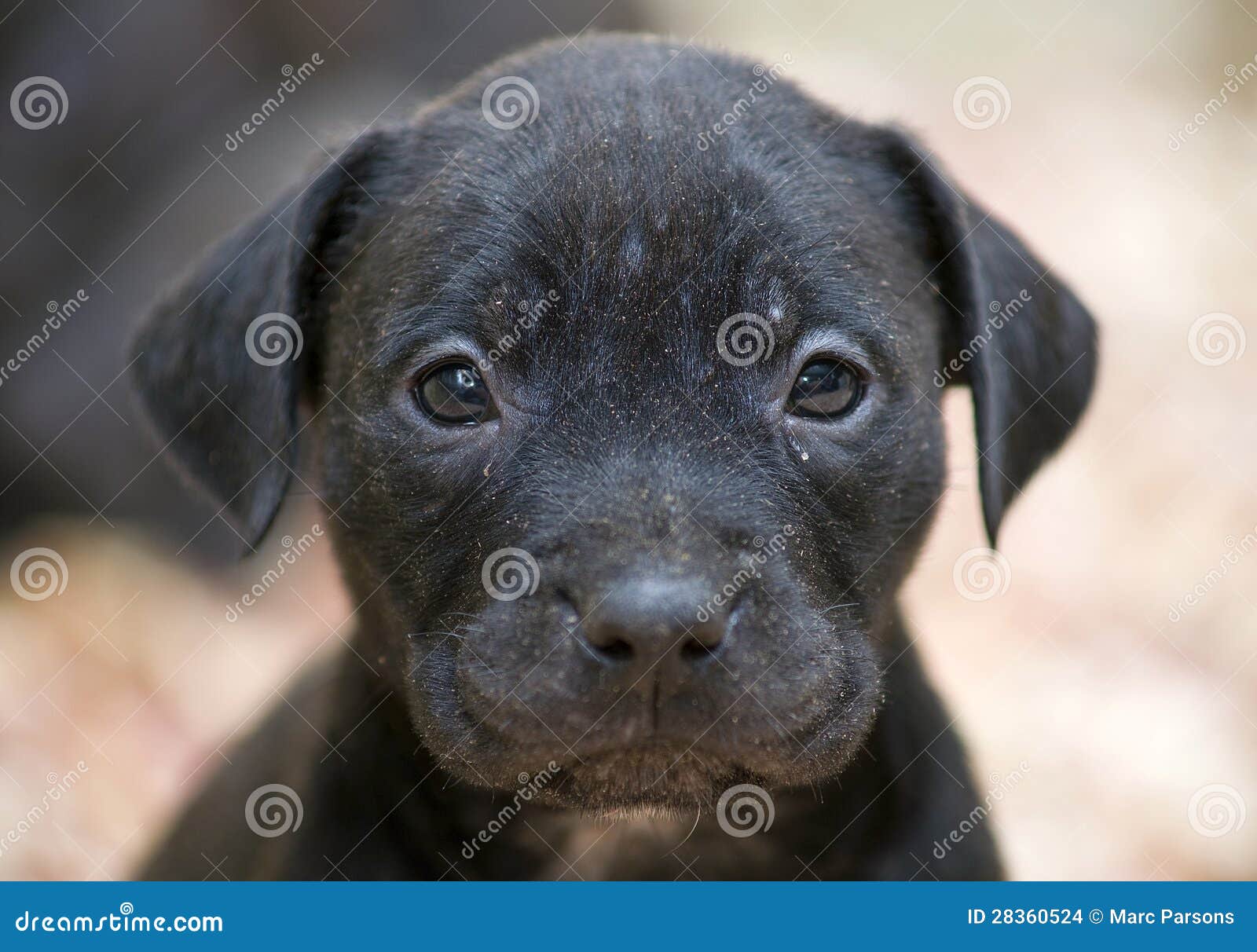 Cara Del Perrito De Pitbull Foto de archivo - Imagen de perrito ...