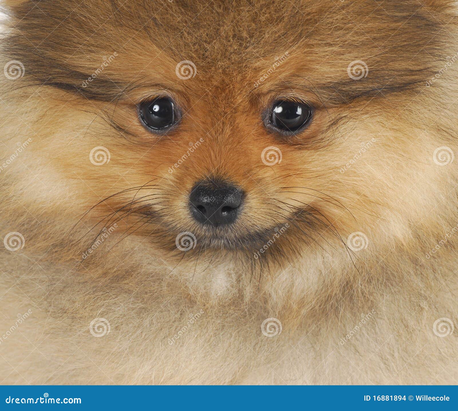 Cara Del Perrito De Pomeranian Foto de archivo - Imagen de cubo ...
