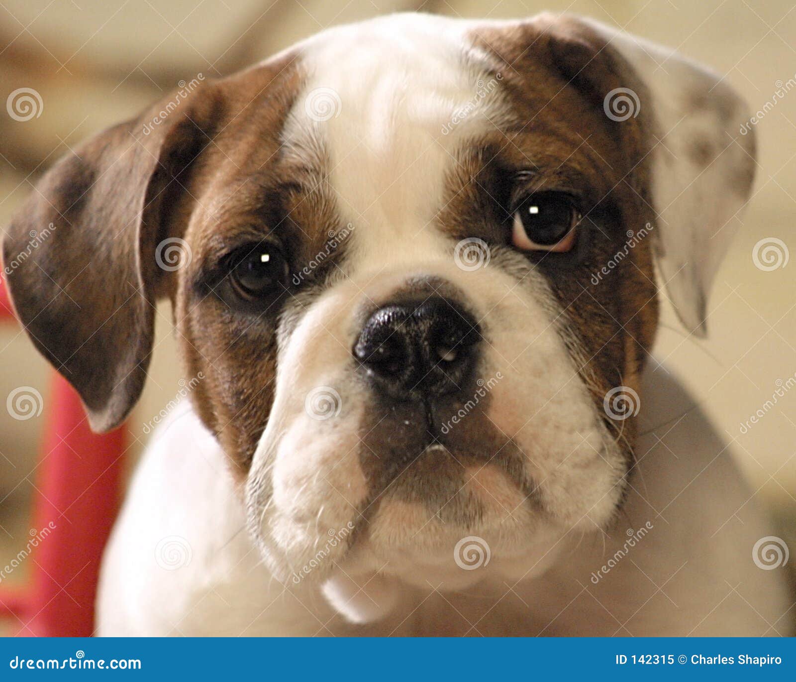 Cara Del Perrito Del Perro De Bull Imagen de archivo - Imagen de ...