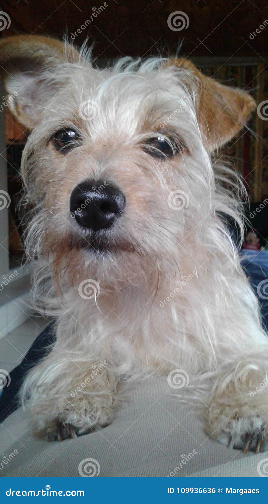 Cara del perro foto de archivo. Imagen de mascota, cuidado - 109936636