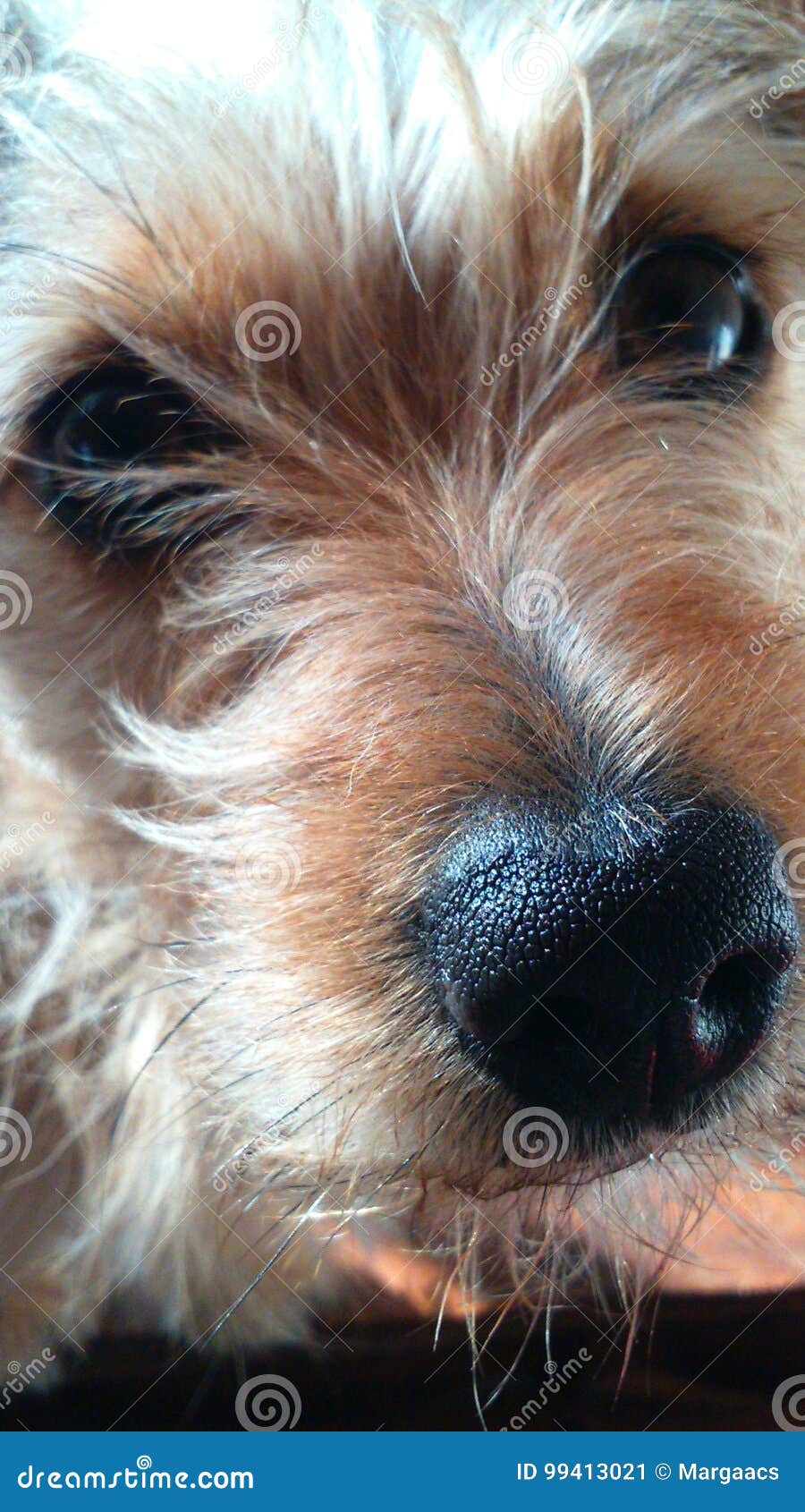 Cara del perro imagen de archivo. Imagen de animal, perro - 99413021