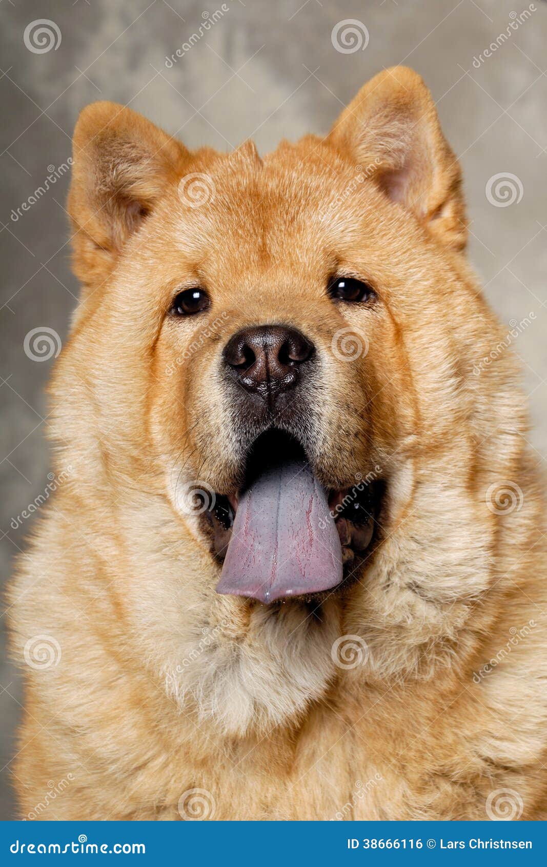 Cara del perro de Chow foto de archivo. Imagen de animal - 38666116